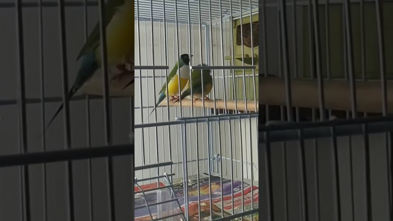 Gouldian finch hen ready to breed - YouTube