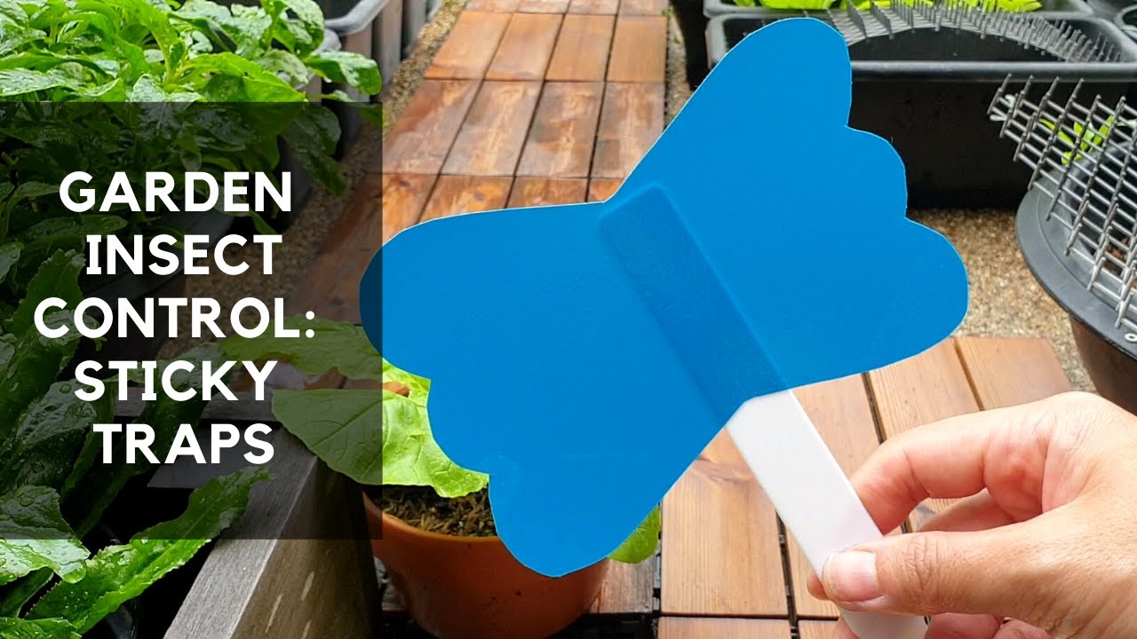GARDEN INSECT CONTROL | Sticky traps for fungus gnats, white flies etc ...