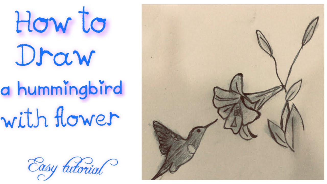 How to draw a hummingbird with a flower | Easy and Simple| Pencil ...