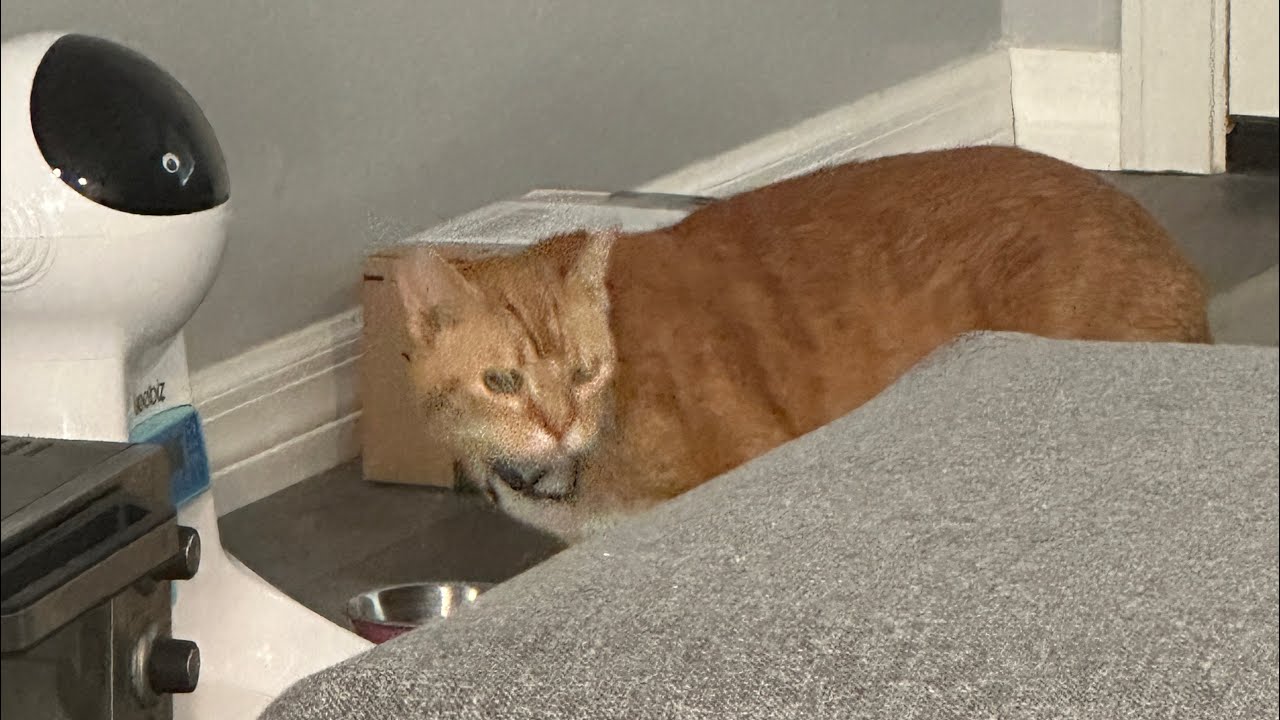 [ASMR] fat cat drinks water for a full minute, nonstop - YouTube