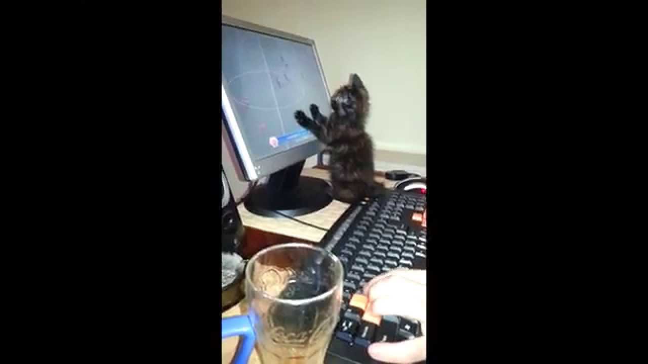Fifa cat ! - YouTube