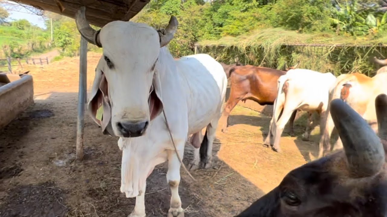 Toro indobrazil Dante esperando que le muelan zacate - YouTube