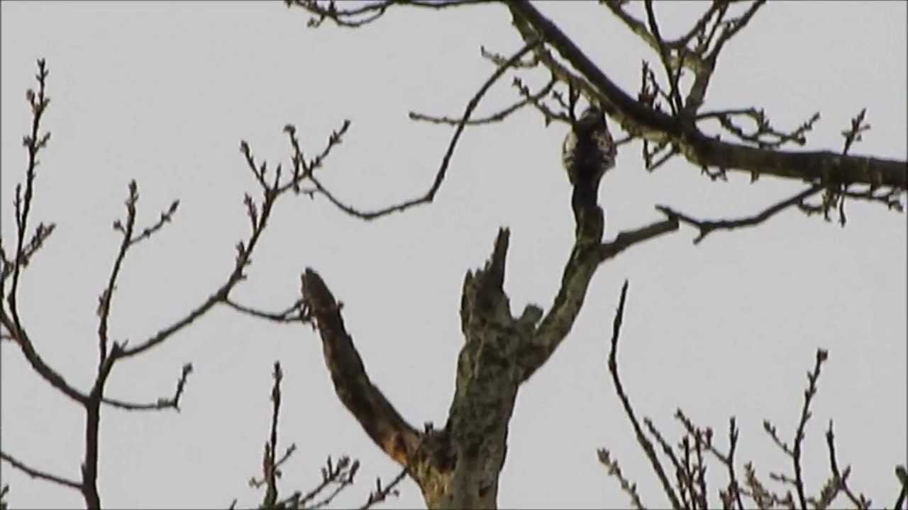 Deshaker filter - stabilising video camera shake: HD demo - YouTube