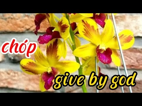denro chóp give by god || Yêu Hoa Lan 036.845.2100 - YouTube