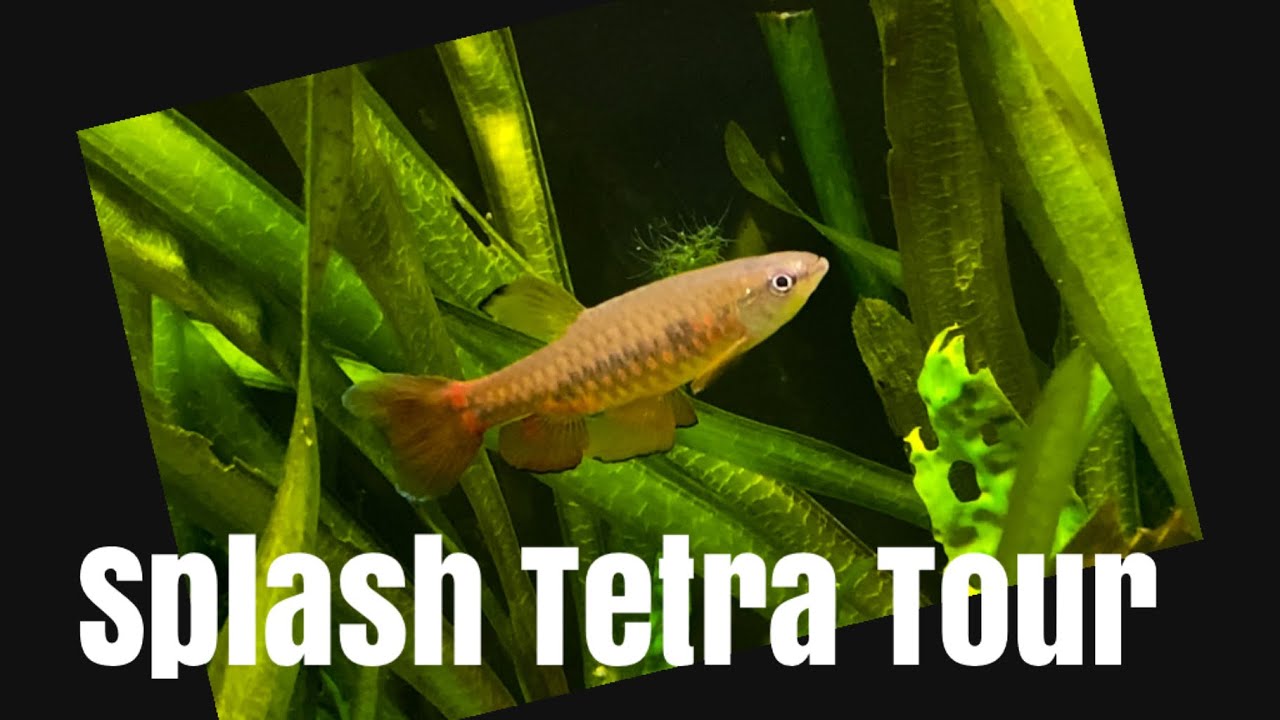 Splash Tetra Tour #shorts - YouTube