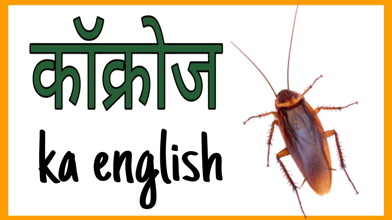 cokroj ka english | cokroj in english | cokroj ko english ko mein kya ...