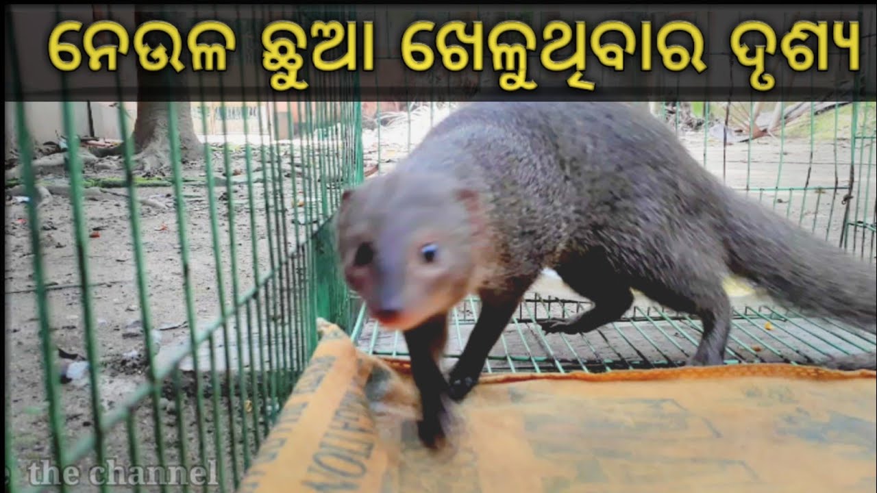 ନେଉଳ | Small mongoose Playing | Neula chhua | ନେଉଳ ଛୁଆ | Mongoose Sound ...