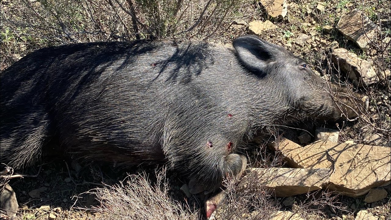 ΚΥΝΗΓΙ ΑΓΡΙΟΓΟΥΡΟΥΝΟΥ 2024(part2) #wildboarhunting #shotkam #hunting ...