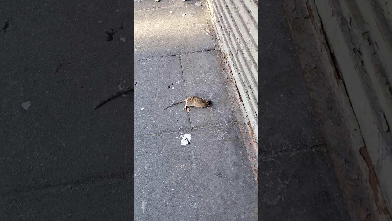 Tekashi 69 has been found DEAD🤔 - YouTube