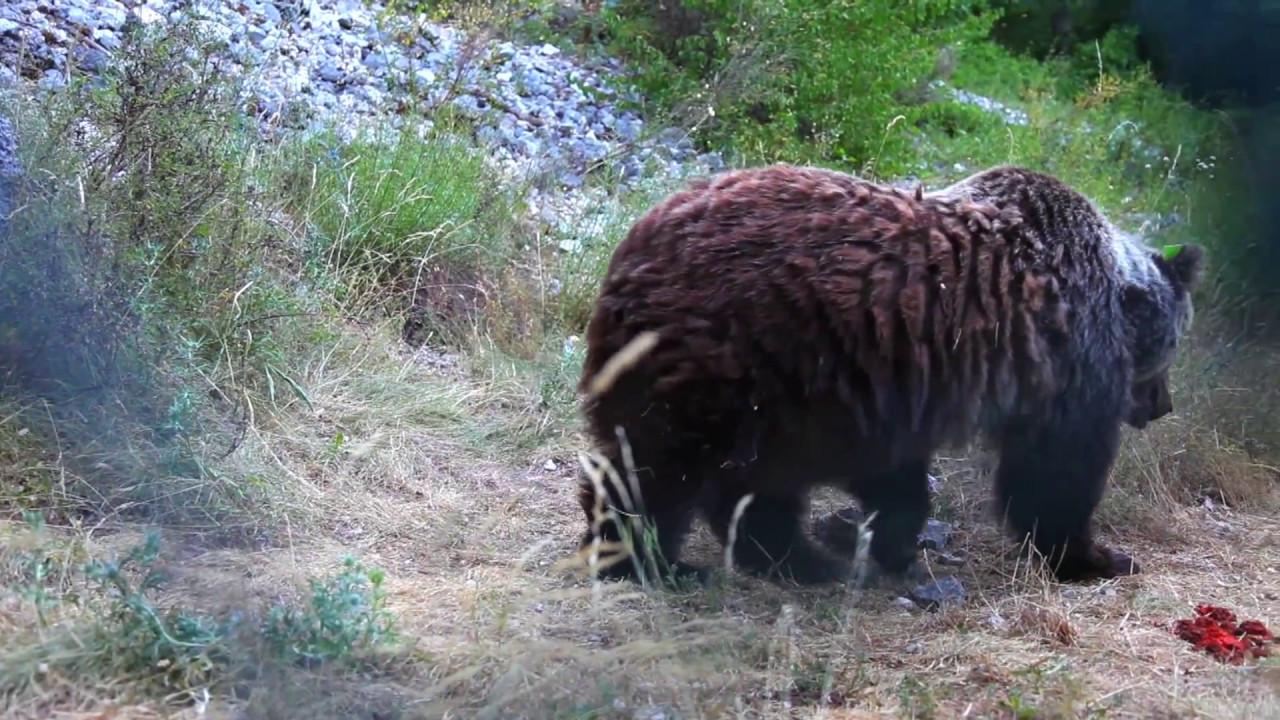 ORSO BRUNO MARSICANO - National Park Abruzzo - YouTube