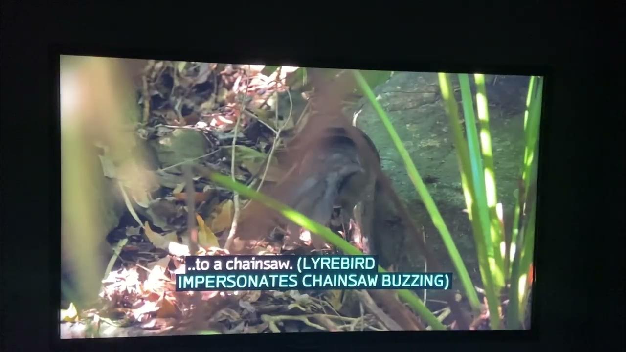 Secrets of the Enchanted Forest Episode 4 Lyrebird 🌳 - YouTube