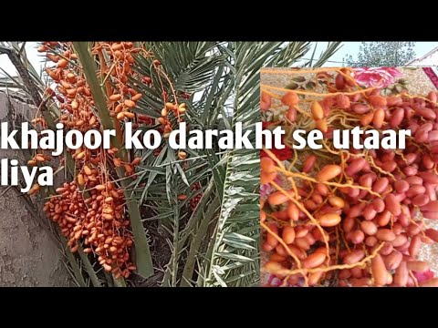 Khajoor ko darakht se utaar liya/ Khajoor ka pehla Phall/ Jannat ka ...
