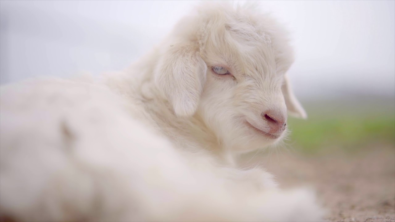 CASHMERISM cashmere - The Journey of cashmere making shared with you ...