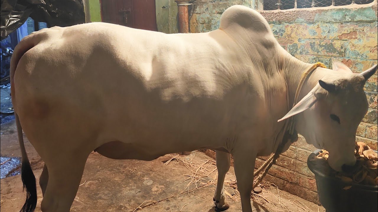 BEAUTIFUL BACHI COW OF 2023 ️ "ROSHNI" FROM KOLKATA #viral #trending ...