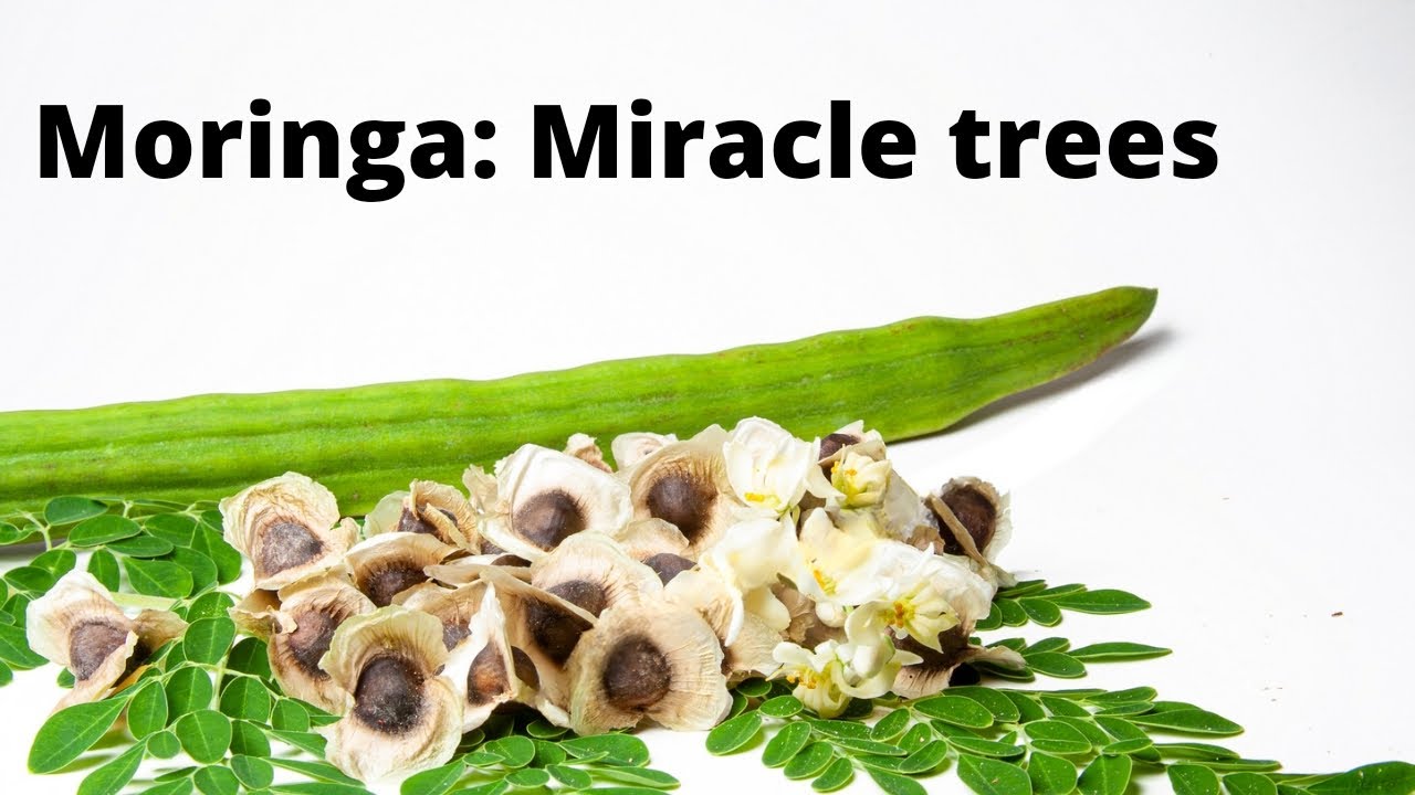 Moringa: Miracle tree with a million benefits - YouTube