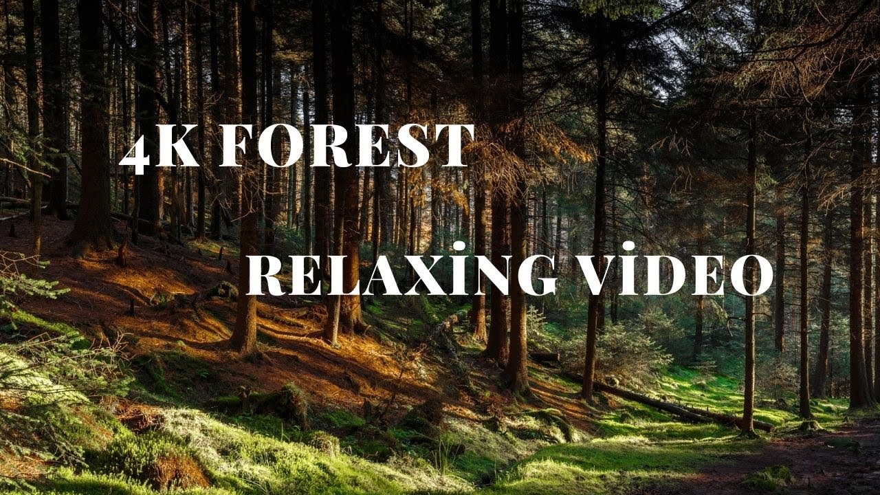 Forest 4K -Natural Wonders with Peaceful Relaxing Music and Meditation ...