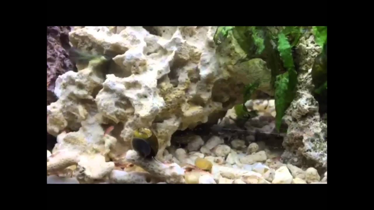 Daphne's New Opae'ula Setup - YouTube