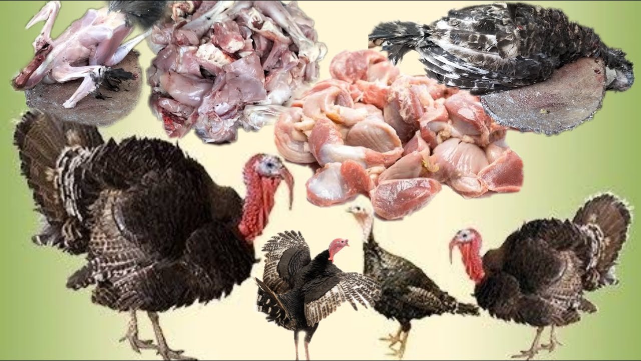 Amazing Turkey Murgi Cutting Skills - YouTube