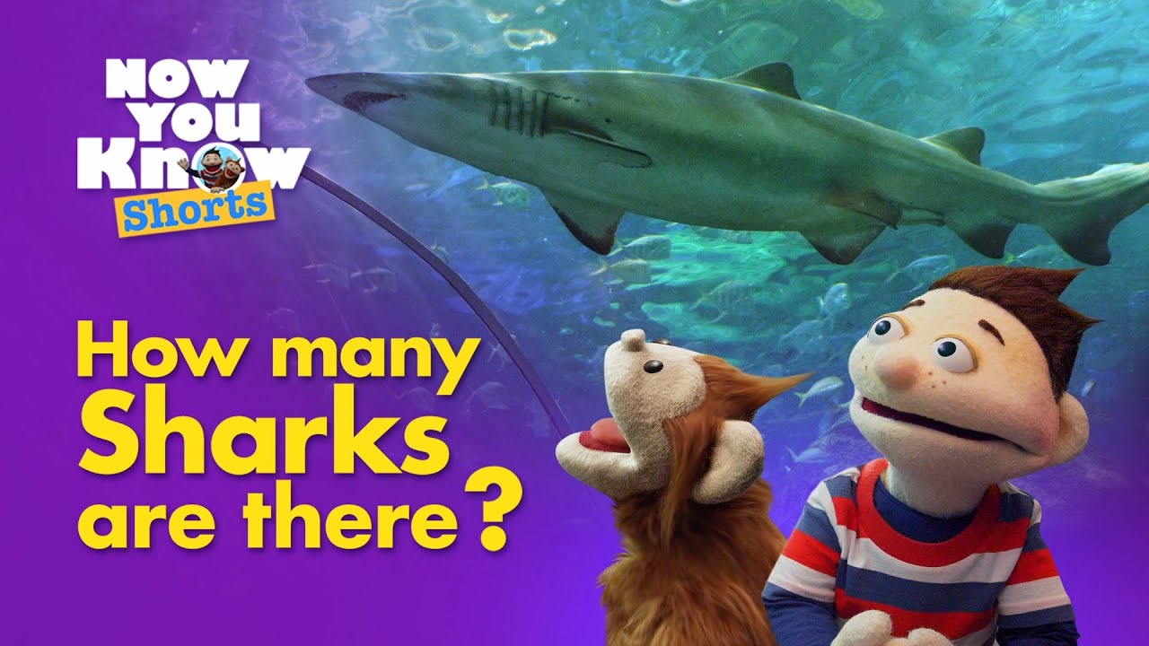 How Many Sharks Are There?🦈 | Now You Know | Learning for Kids 🧑🏻🐵 ...