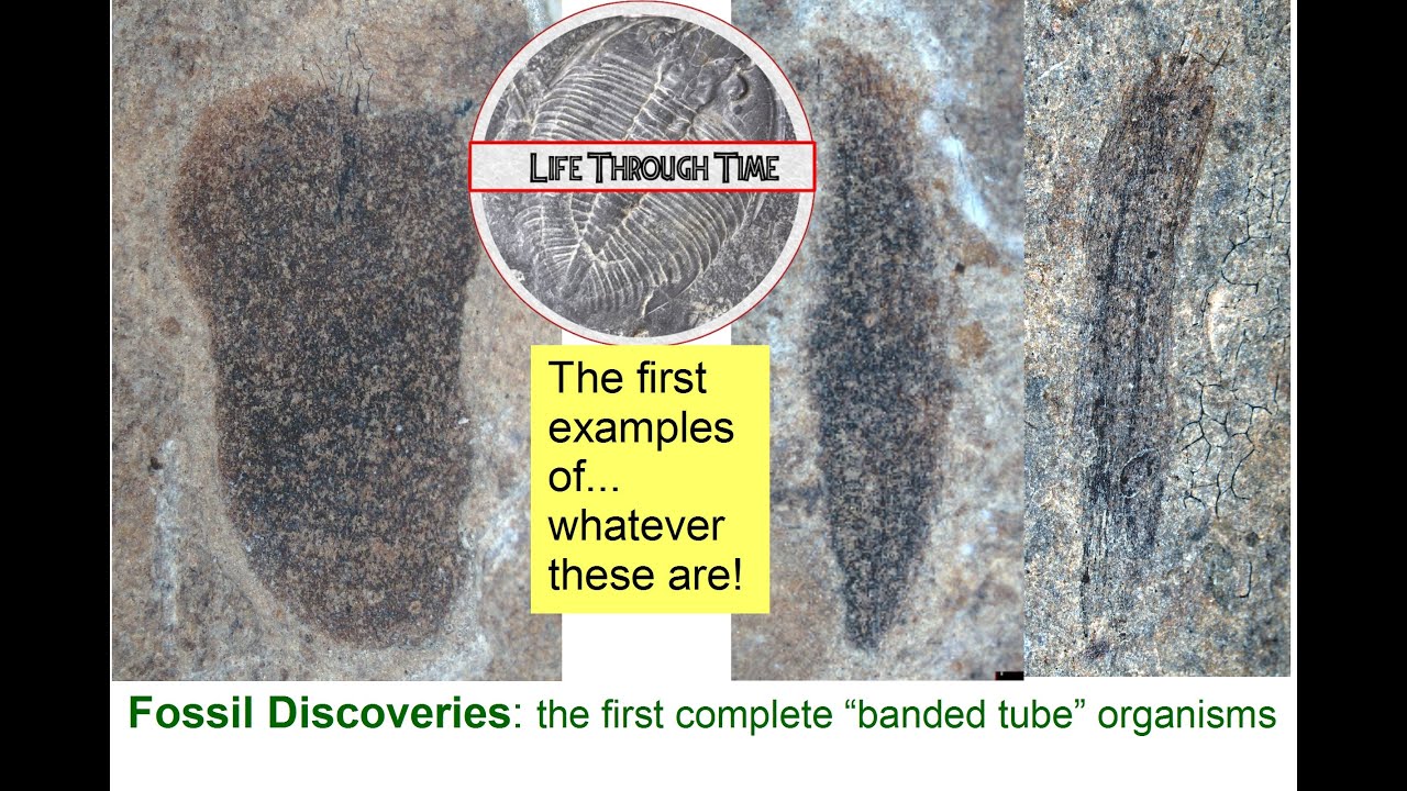 Fossil Discoveries: first specimens of the 'banded tube' organism - YouTube