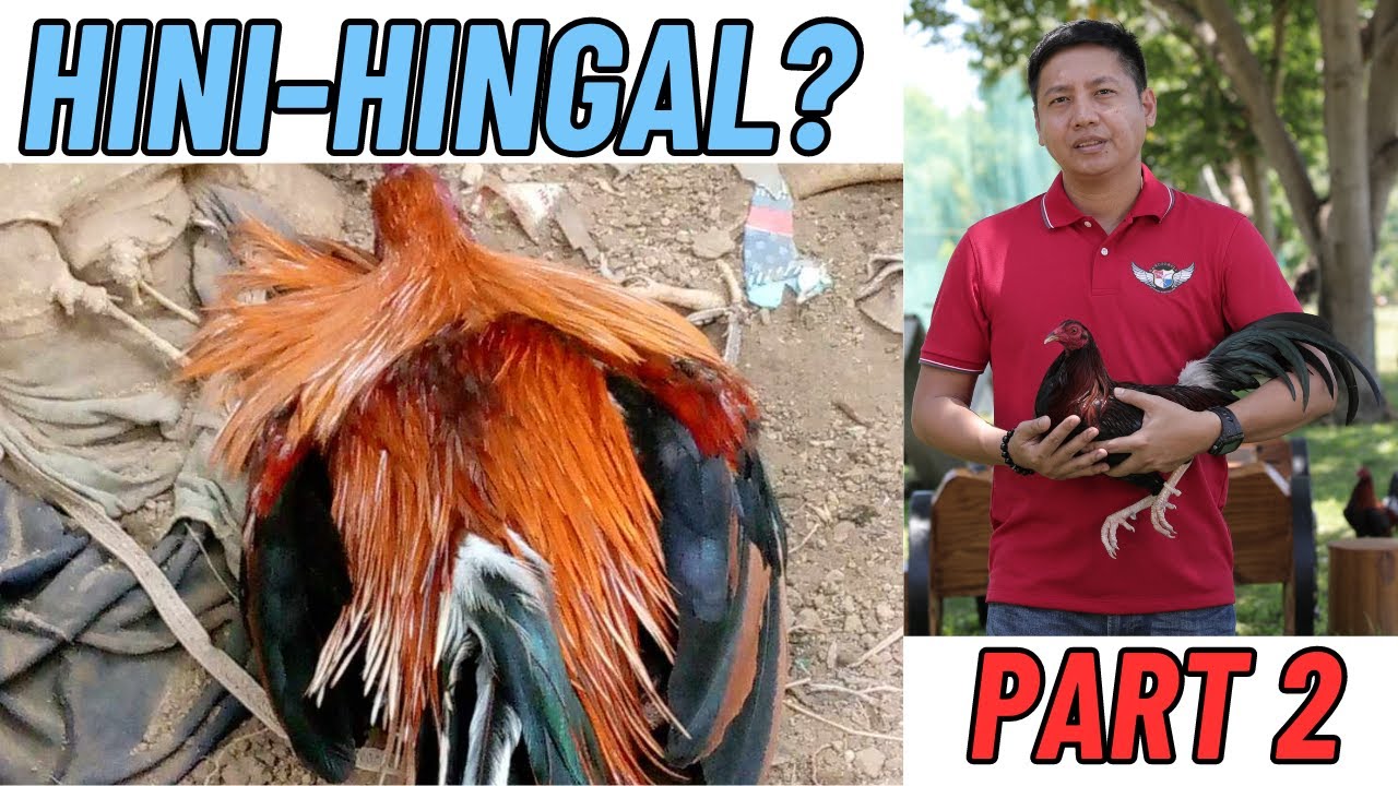 Manok Na Hinihingal Part 2 "Dahilan at Solusyon" - YouTube