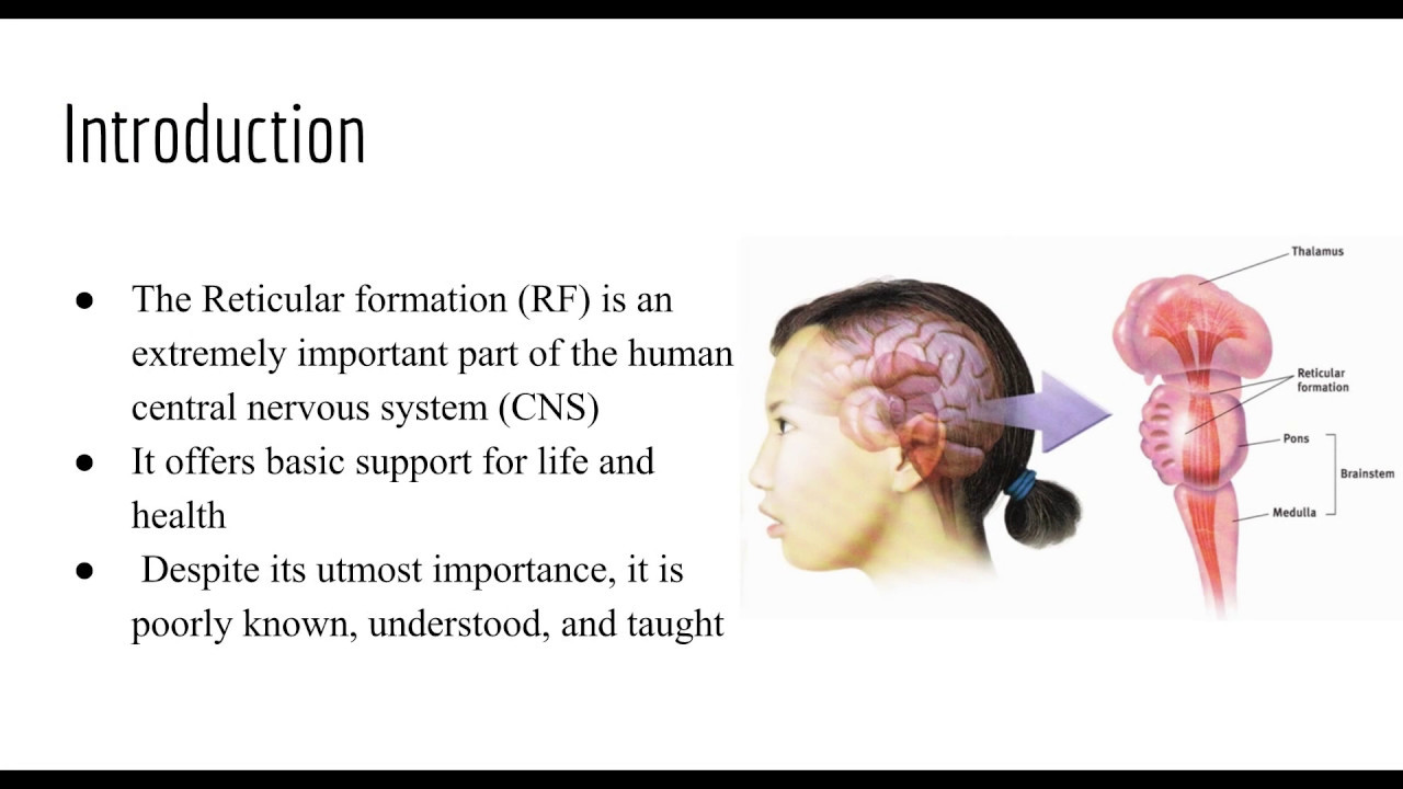 Reticular Formation - Mr. Brown's 1st Period - YouTube