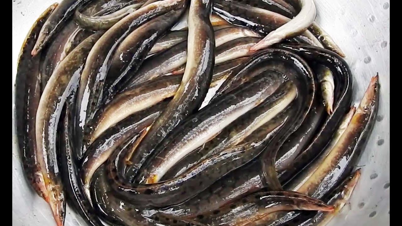 Bommidala Fish In English