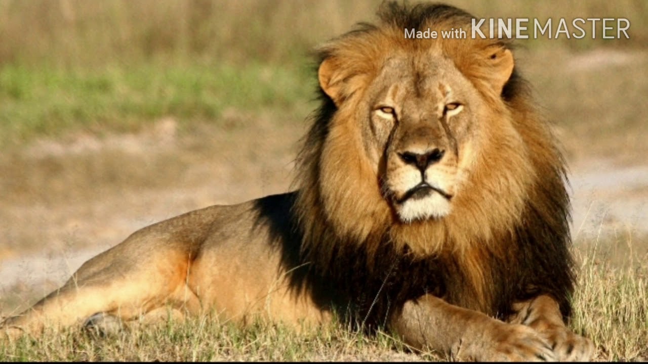 Lion Roar Sound - YouTube