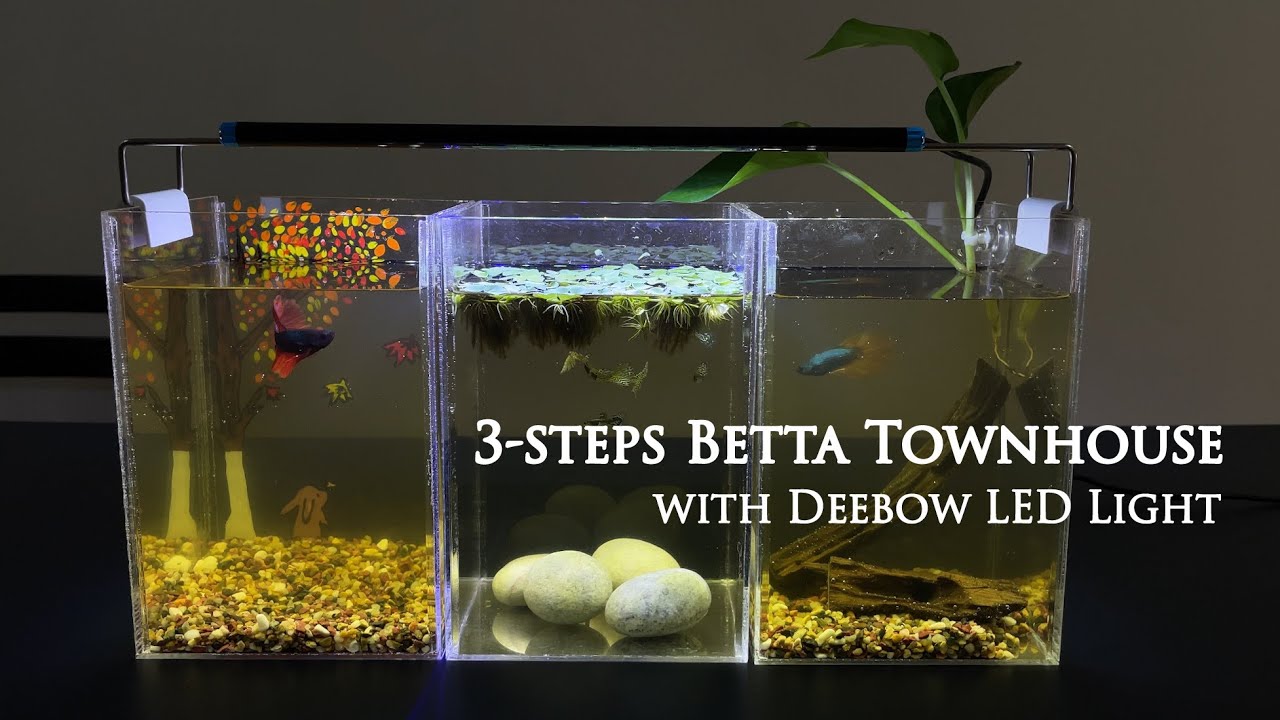 3-steps Betta Townhouse with Deebow LED Light - YouTube