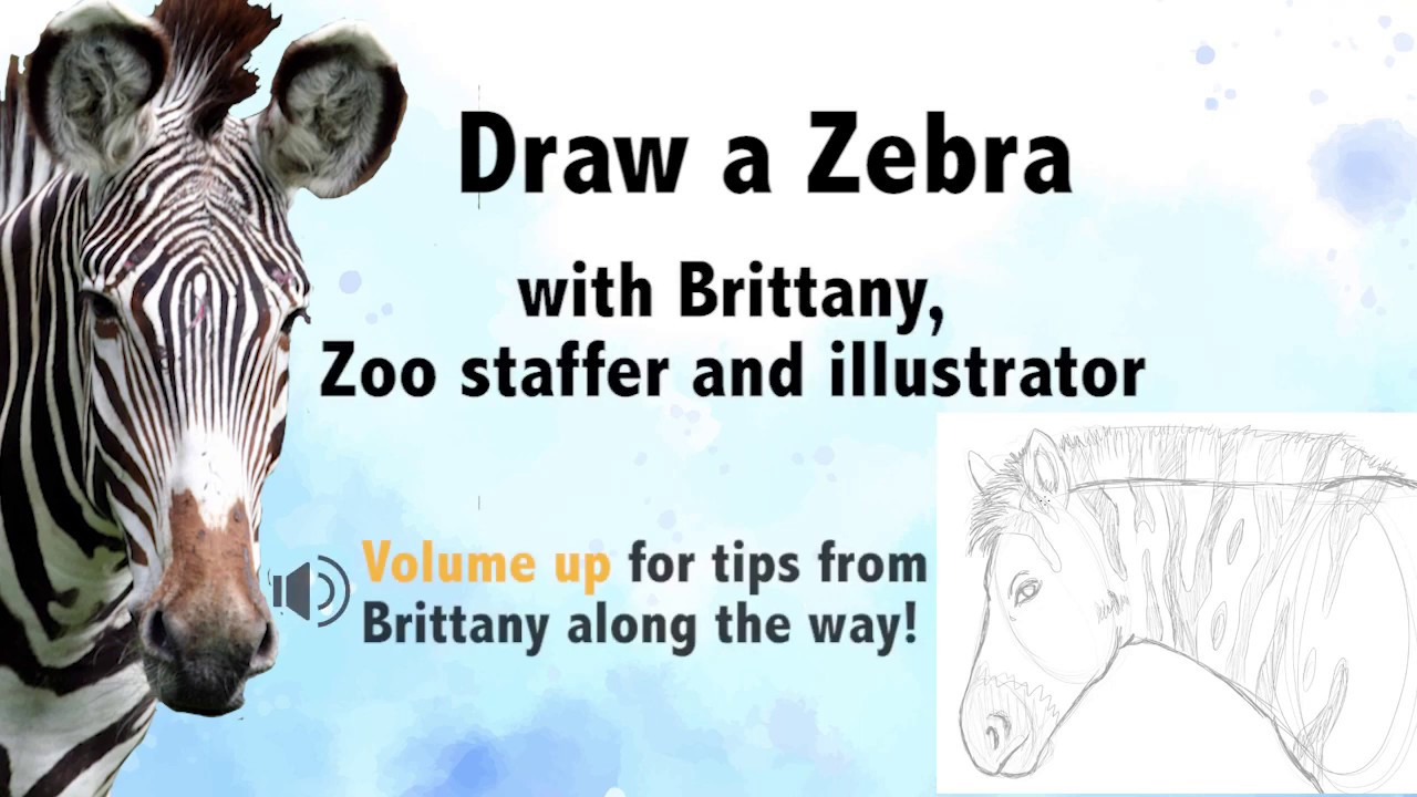 Zoodle: Draw a zebra! - YouTube