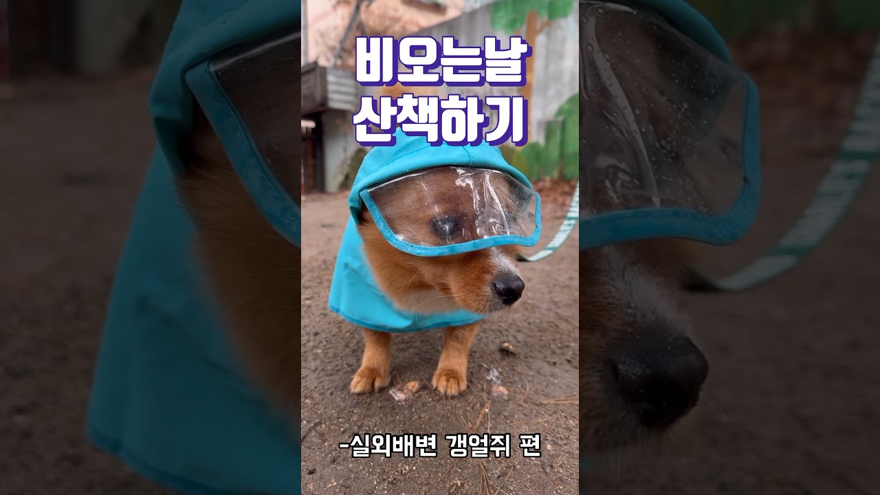 비오는날 강아지 산책하기 🐶 실외배변 도담이편 Luv Dodam2 Youtube