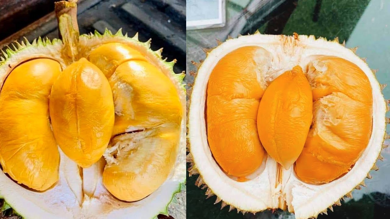Durian Duri Hitam ⁉️durian Black Thorn ⁉️durian Ochee Youtube