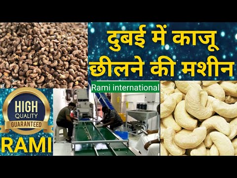 Automatic Cashew Peeling Machine Setup in Dubai (2 Ton Project)By RAMI ...