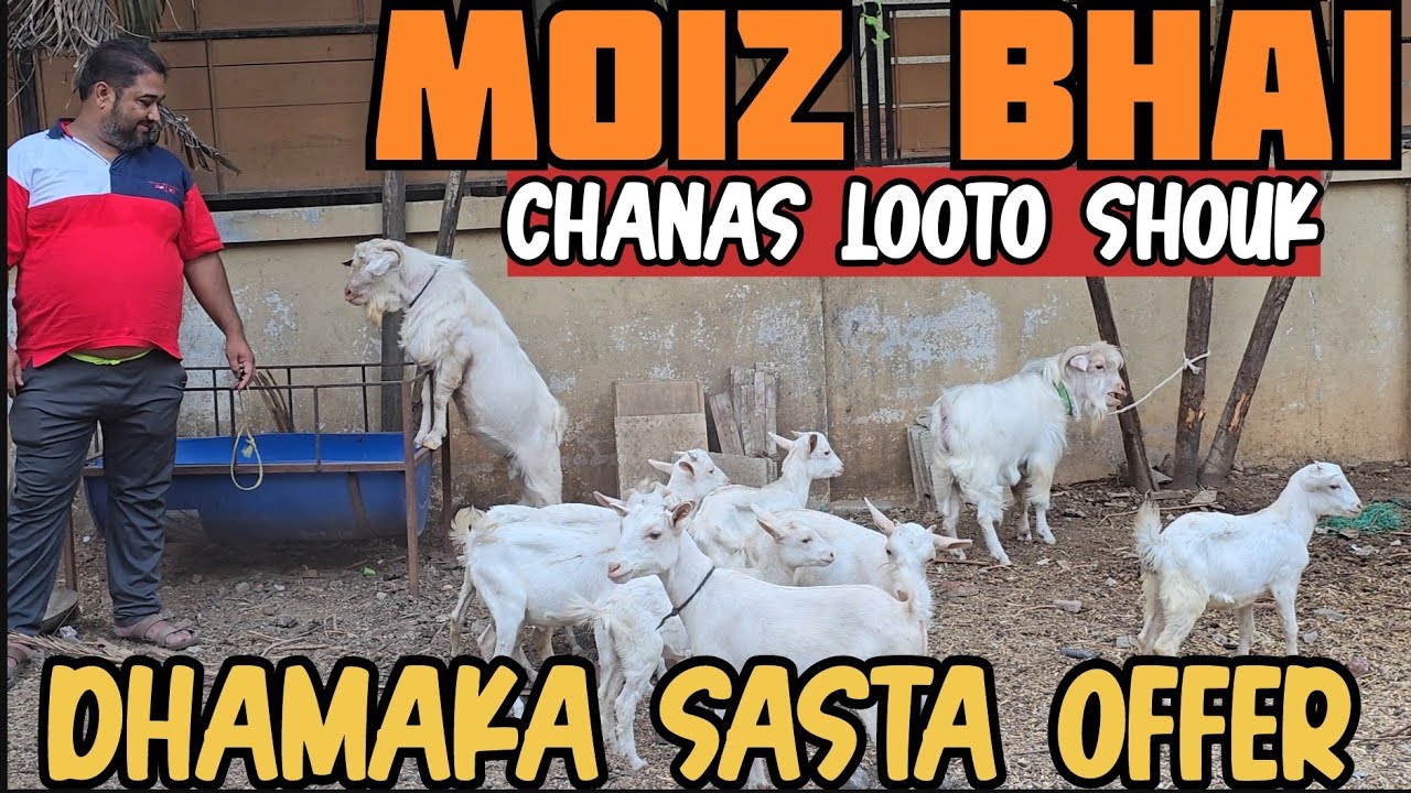 Dhamaka Sasta Offer Sirf Chanas Me Ajj Sirf Looto Aur Shouk Karo || Moiz Bhai Nashik Maharashtra ...