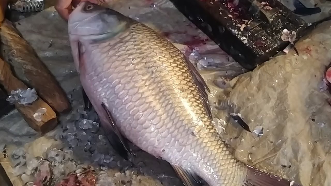Amazing Katol Fish Live Cutting Skills In BD Fish Market /Faster Fish ...
