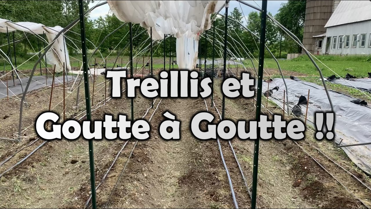 Québec | SERRE 1 et 2 | Système de treillis + G à G | Poteaux en ‘’T ...