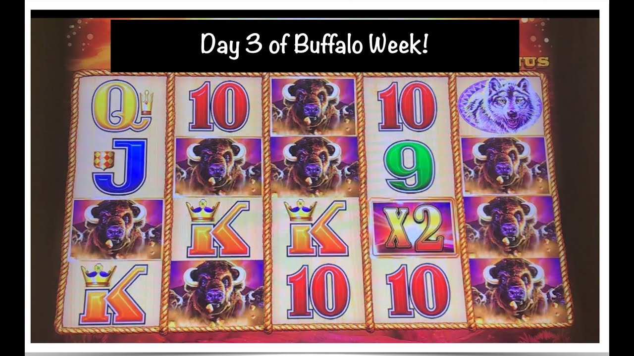 Day 3 of Buffalo Week! Buffalo Gold Big Win! - YouTube
