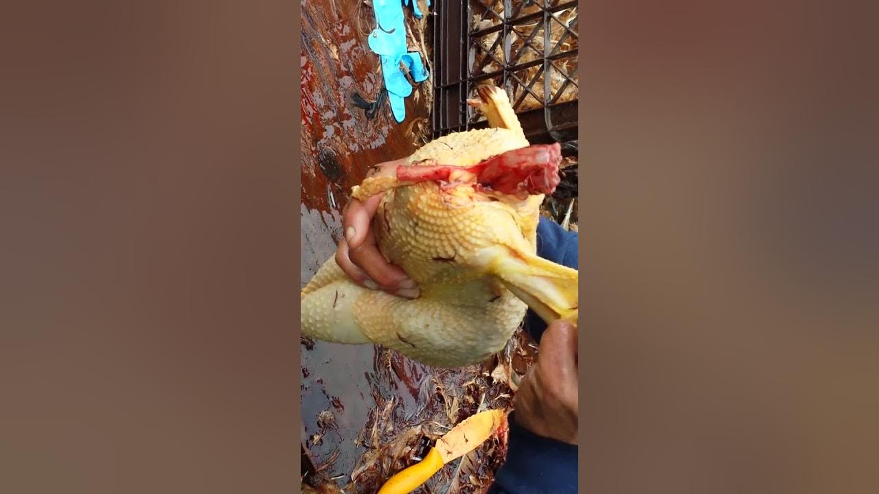 zombie turkey - YouTube