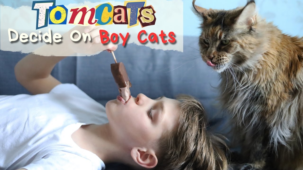 The Secrets Behind Boy Cats Revealed: 8 Some Cool Facts About Boy Cats ...