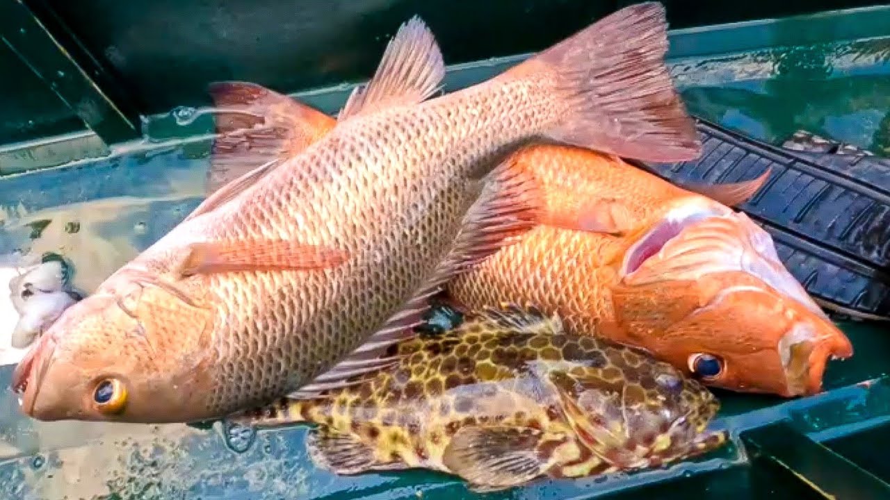 SUMUBOK NG KITANG | Nakahuli agad ng Mangagat! - YouTube