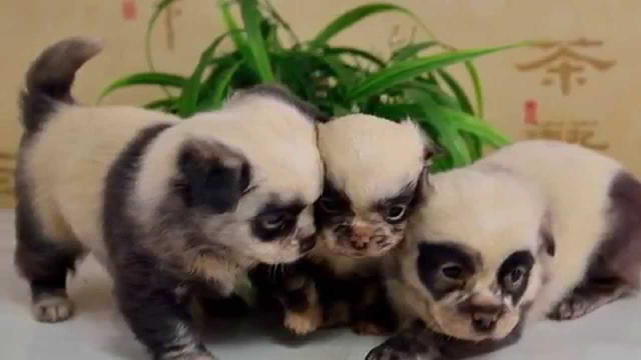 These Adorable Puppies Look Just Like Miniature Panda Cubs - YouTube