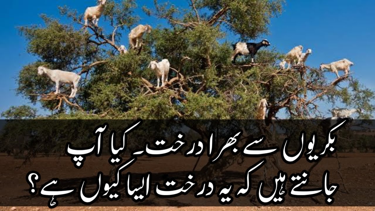 Tree Climbing Goats in Morocco Argan Forest | A tree full of goats.Why ...