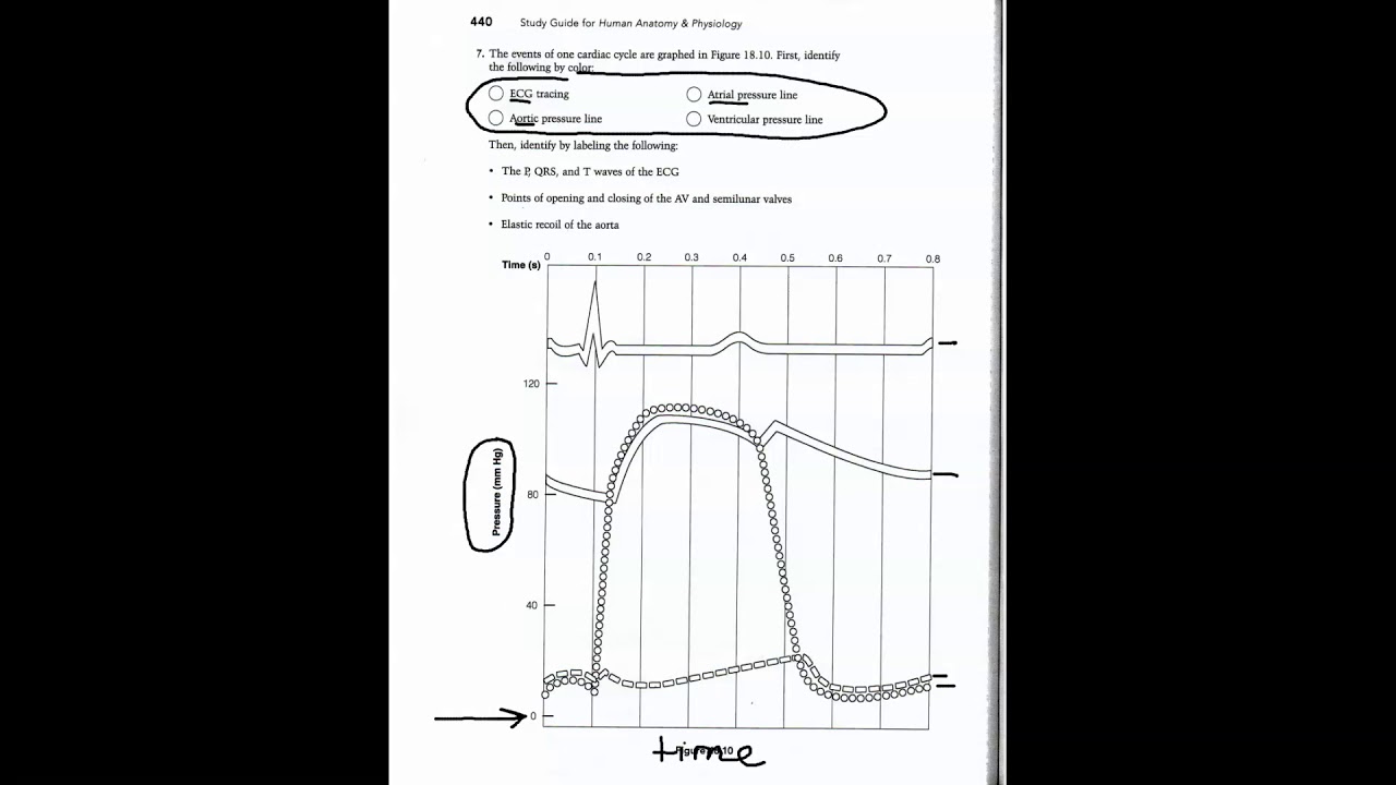 Cardiac Cycle graph worksheet instructions - YouTube