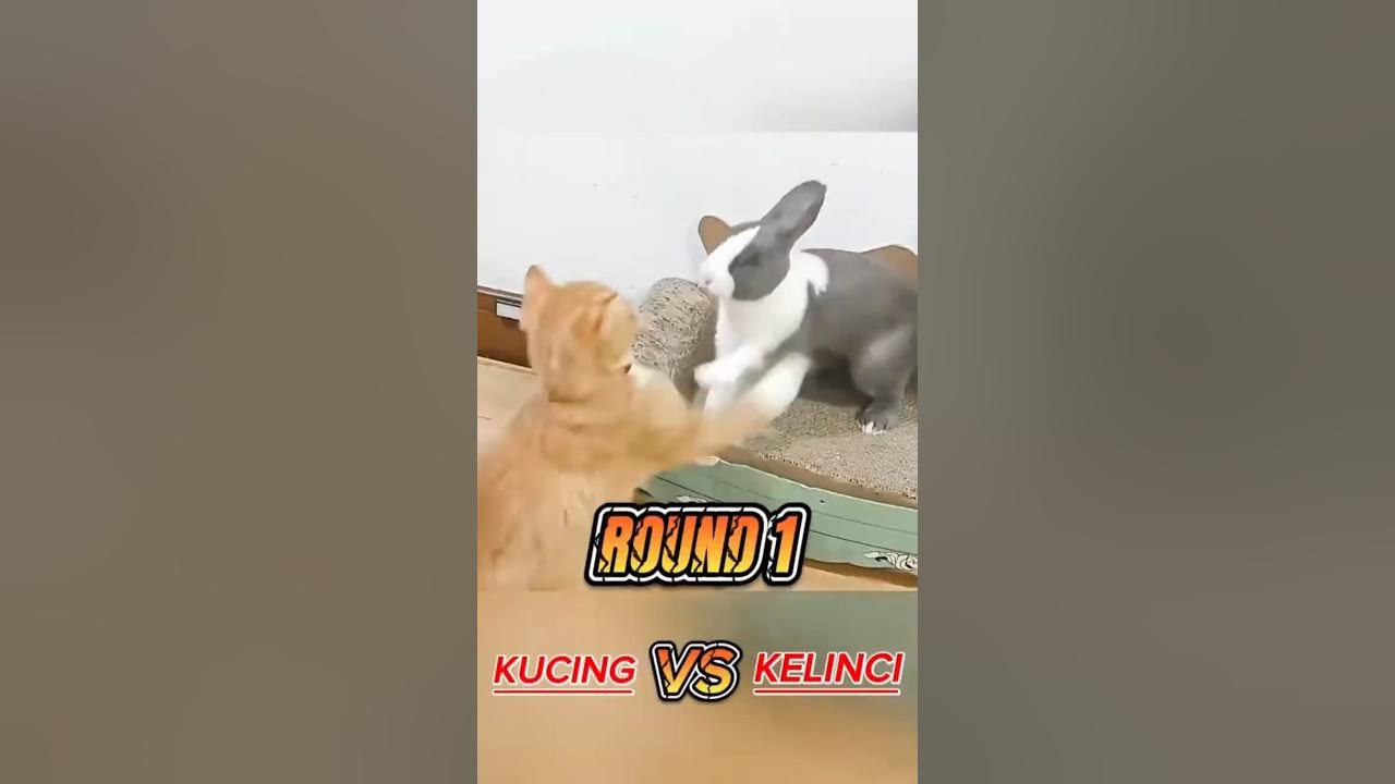 Kucing VS Kelinci #funnycats #shortyoutube #fyp #viralshorts #viralvideo - YouTube
