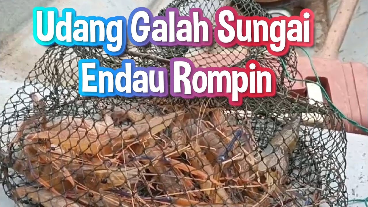 Trip Repeat Udang Galah Endau Rompin@shahangler1572 - YouTube