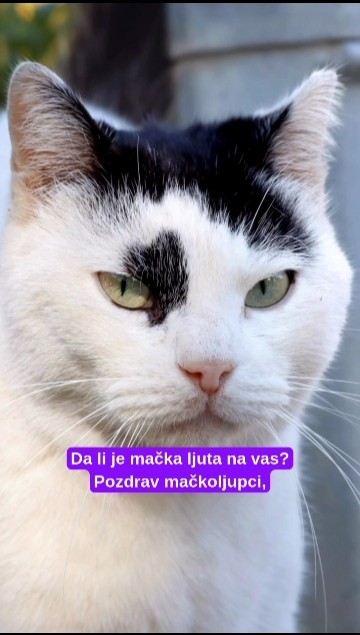 Da li je mačka ljuta na vas 🐱 #macka #mačke #mačkesmešno #macketinashop ...