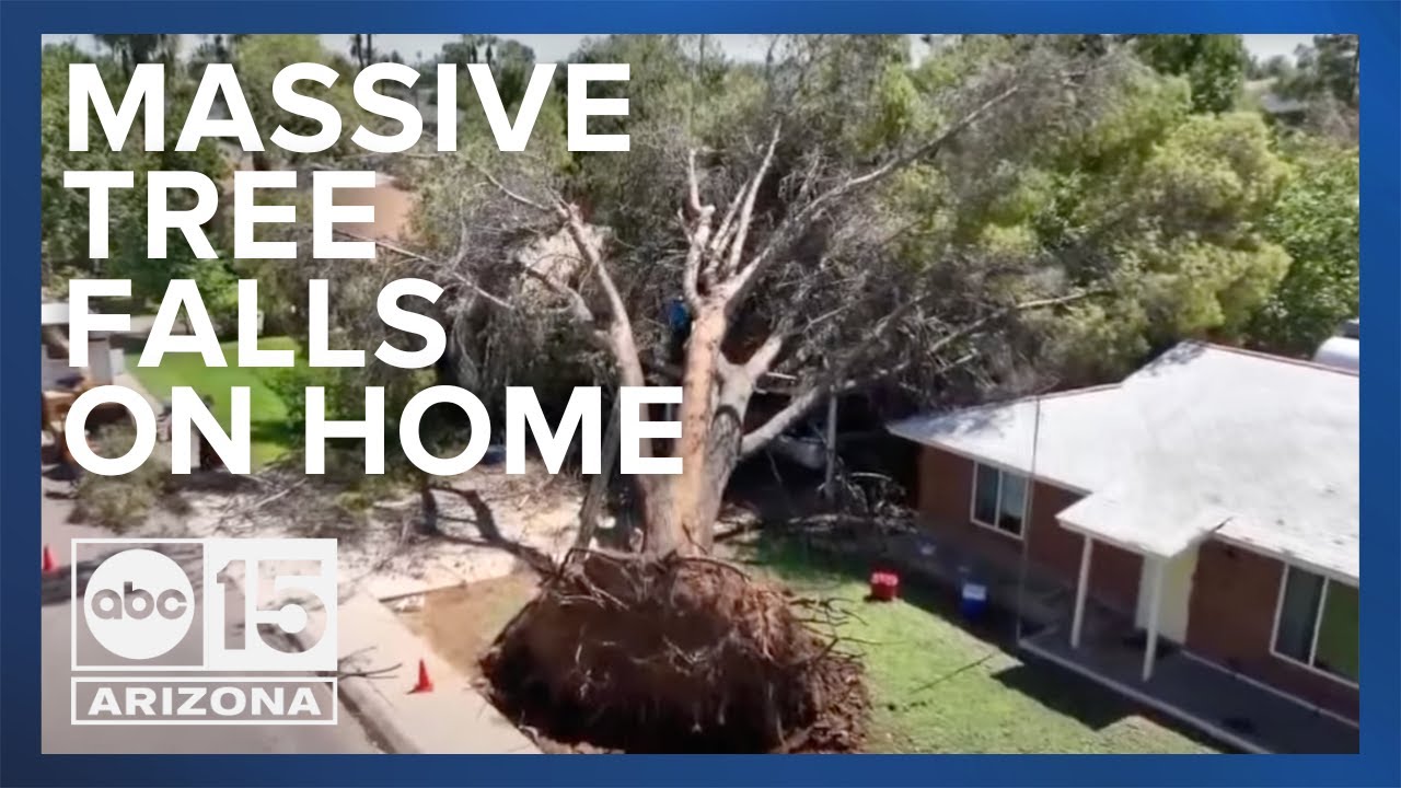 Massive tree falls on Phoenix home during monsoon storm - YouTube