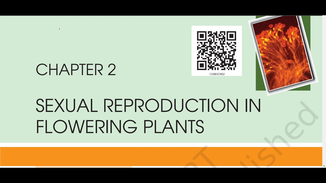 class 12th biology chapter 2: SEXUAL REPRODUCTION IN FLOWERING PLANTS ...