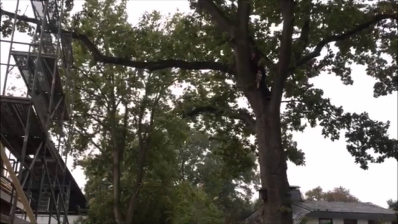 mal eben einen Eichenast abschneiden - YouTube