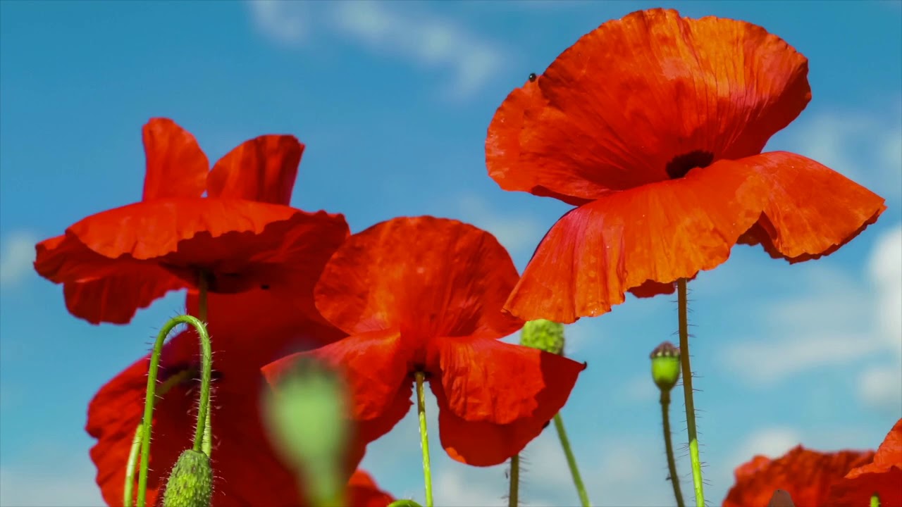 Scoring Series 5: Poppy Fields - YouTube